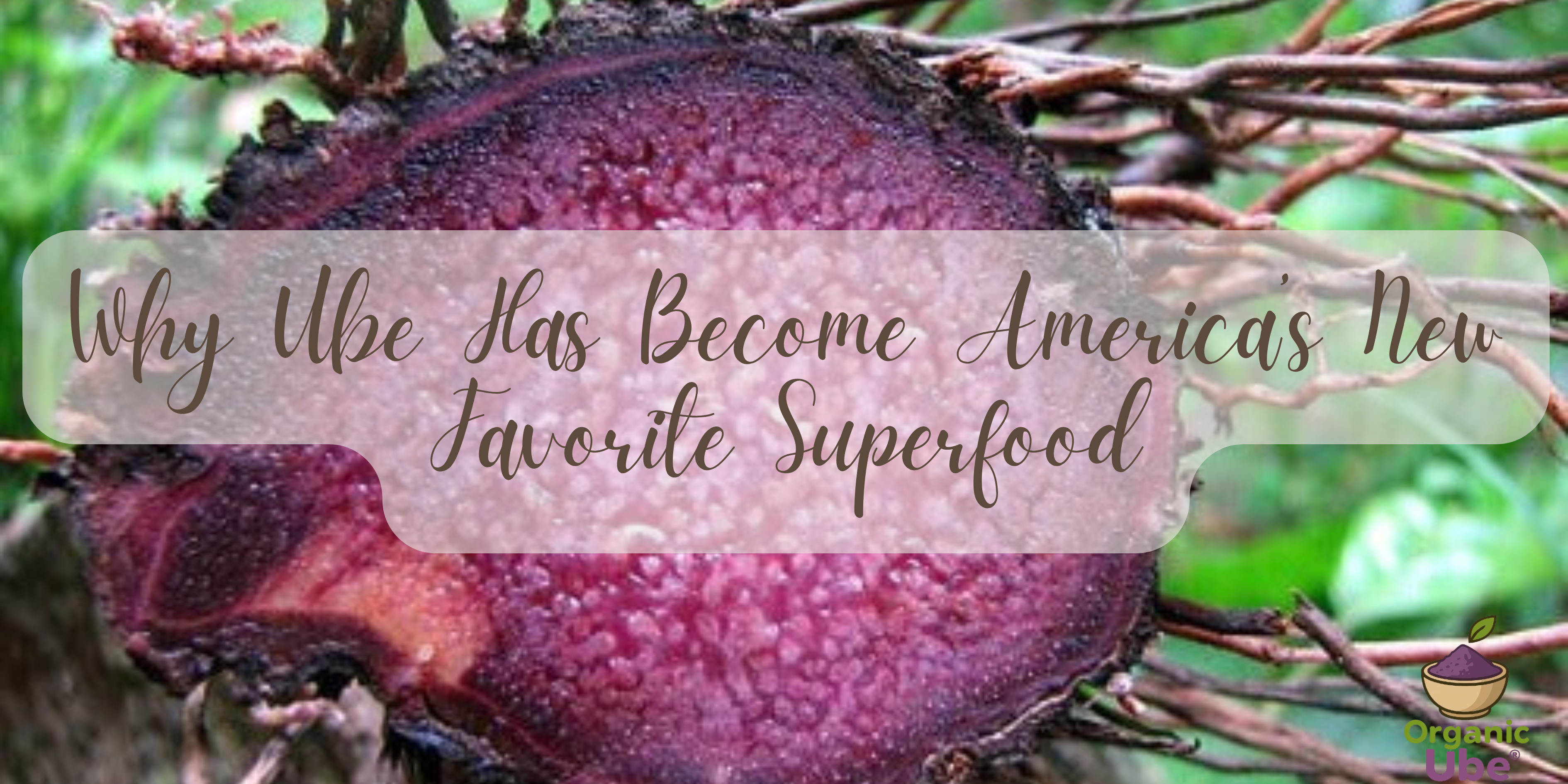Why Ube Has Become America’s New Favorite Superfood – Organic-Ube USA